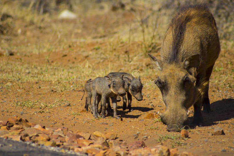 Warthog Babies Walking Around Stock Photo - Image of babies, child ...