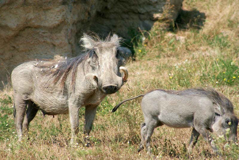 Warthog And Baby Picture. Image: 2986946