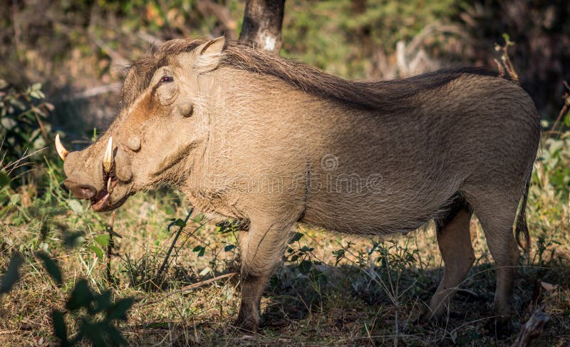Warthog stock photo. Image of wildlife, bush, hornbill - 64448920