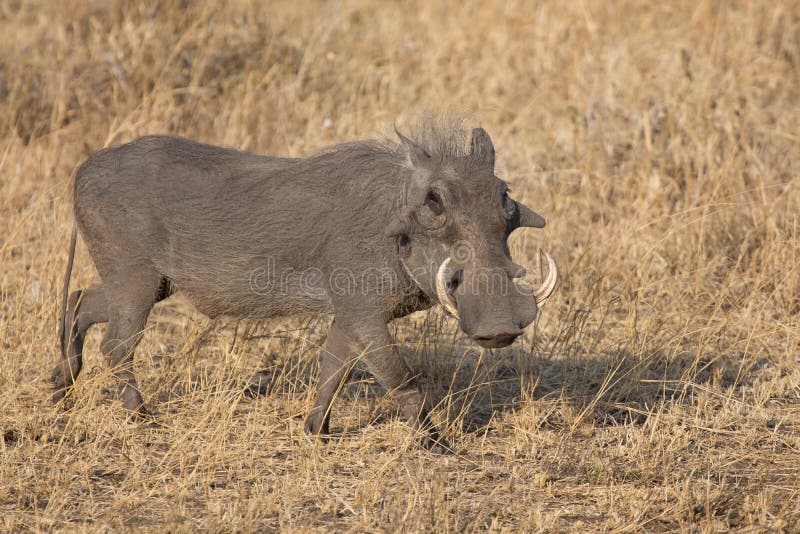 Warthog with Big Teeth Walking among Short Grass Stock Image - Image of ...