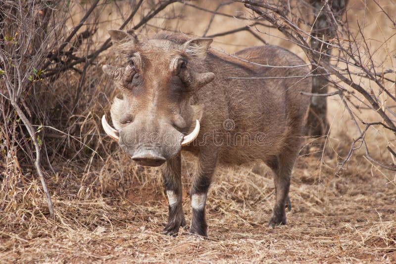 Warthog in the bush stock photo. Image of environment - 161216720