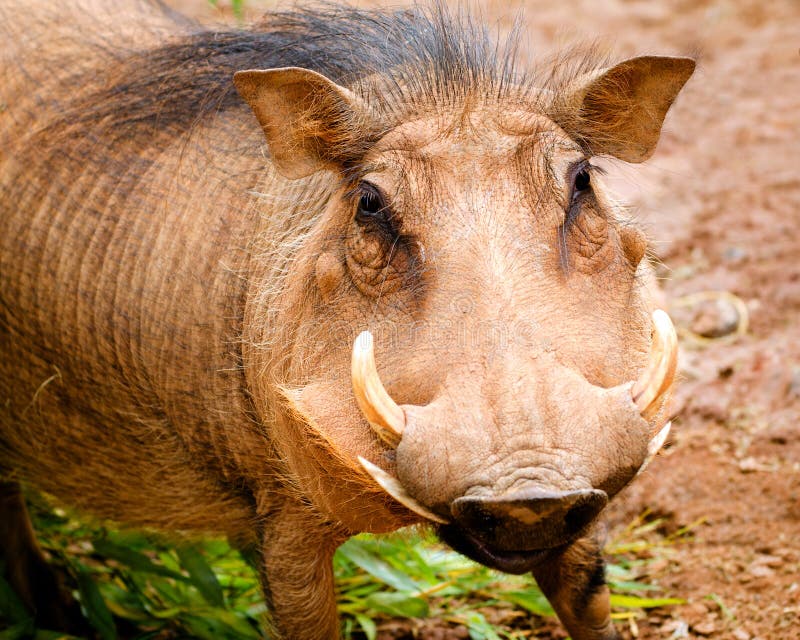 Warthog stock photo. Image of wild, walking, wildlife - 55843142