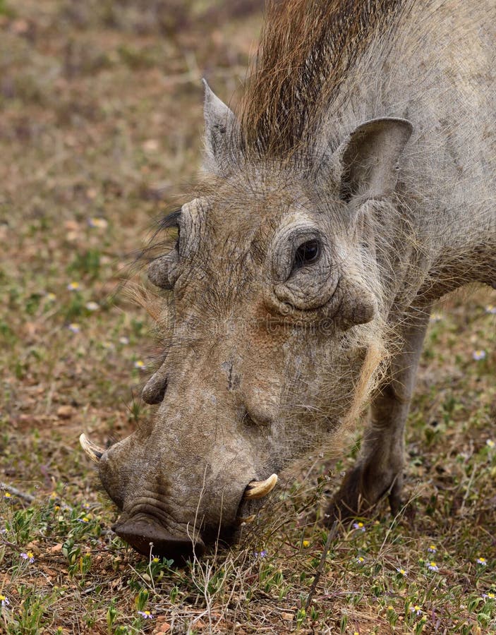 Closeup of warthog face stock image. Image of wildlife - 6705833