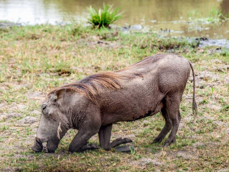 Warthog eating stock photo. Image of warthog, knees, wildlife - 37983850
