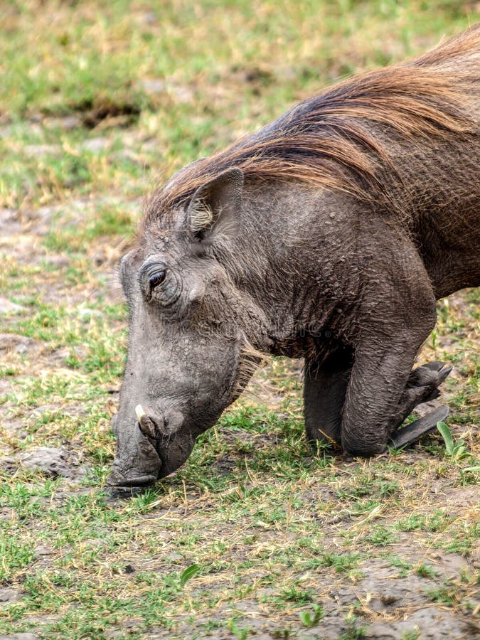 Warthog eating stock image. Image of head, africa, warthog - 37983853