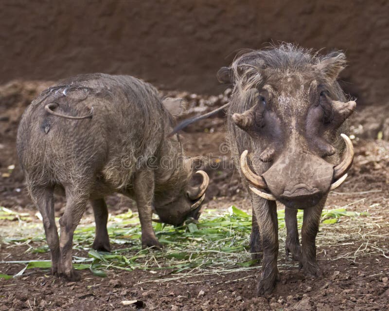 Warthogs front feet stock image. Image of sand, size - 30481071
