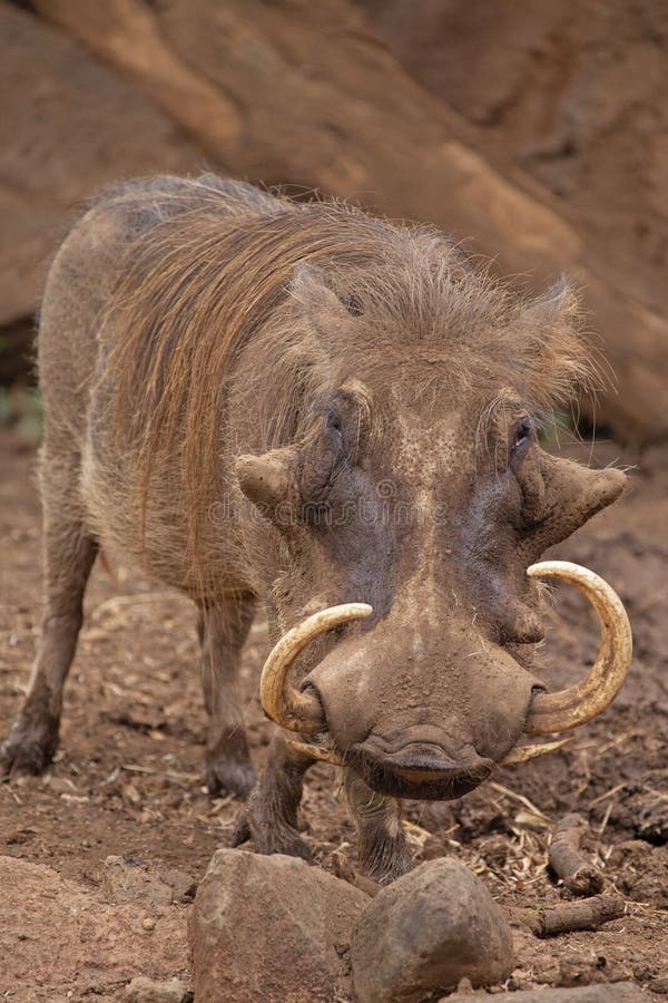 Head of a warthog stock image. Image of face, tooth, pigs - 99571159