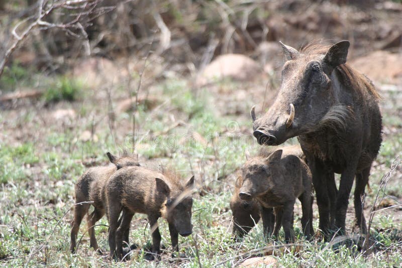 Warthog family stock image. Image of grazing, tusks, female - 11366371