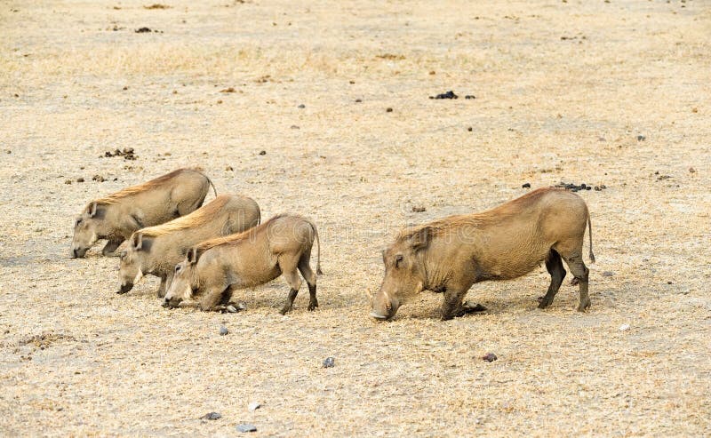 Warthog family stock photo. Image of kneeling, eating - 22241186