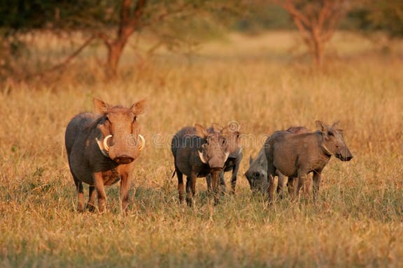 Warthog family stock photo. Image of teeth, wildlife, nature - 2356586