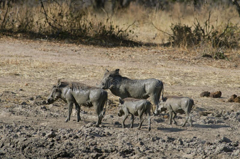 A warthog family stock image. Image of africa, phacochoerus - 27712453
