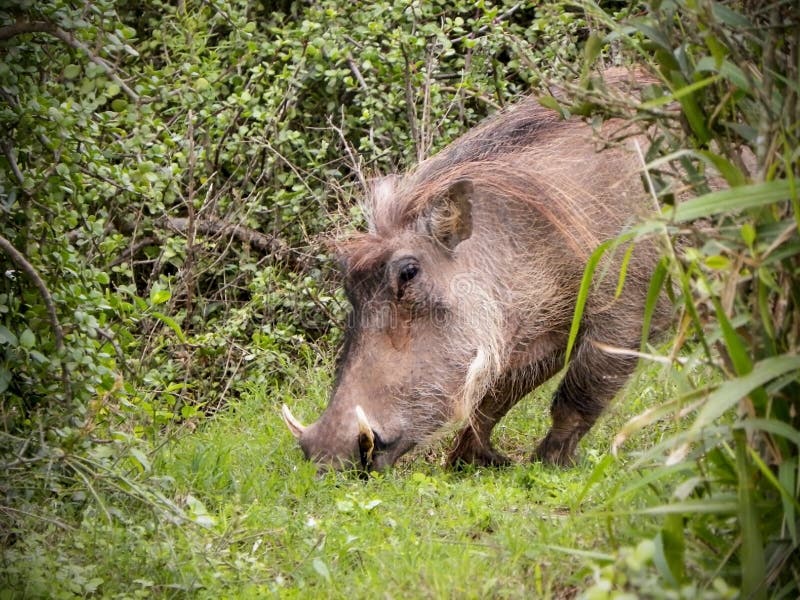 Warthog Feeding stock photo. Image of wildlife, bush - 58376910