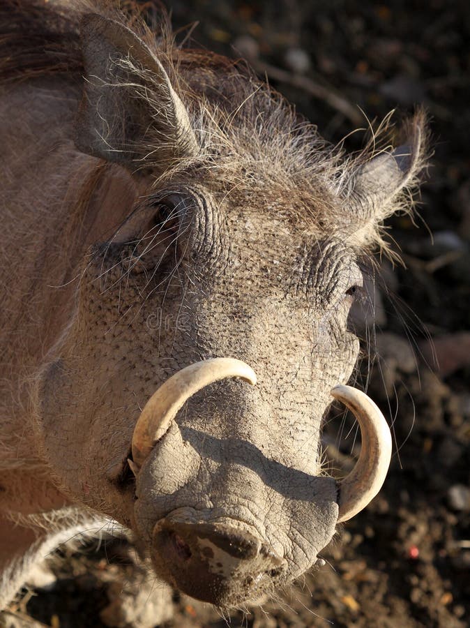 Warthog stock image. Image of warthog, tusk, wart, wild - 49920471