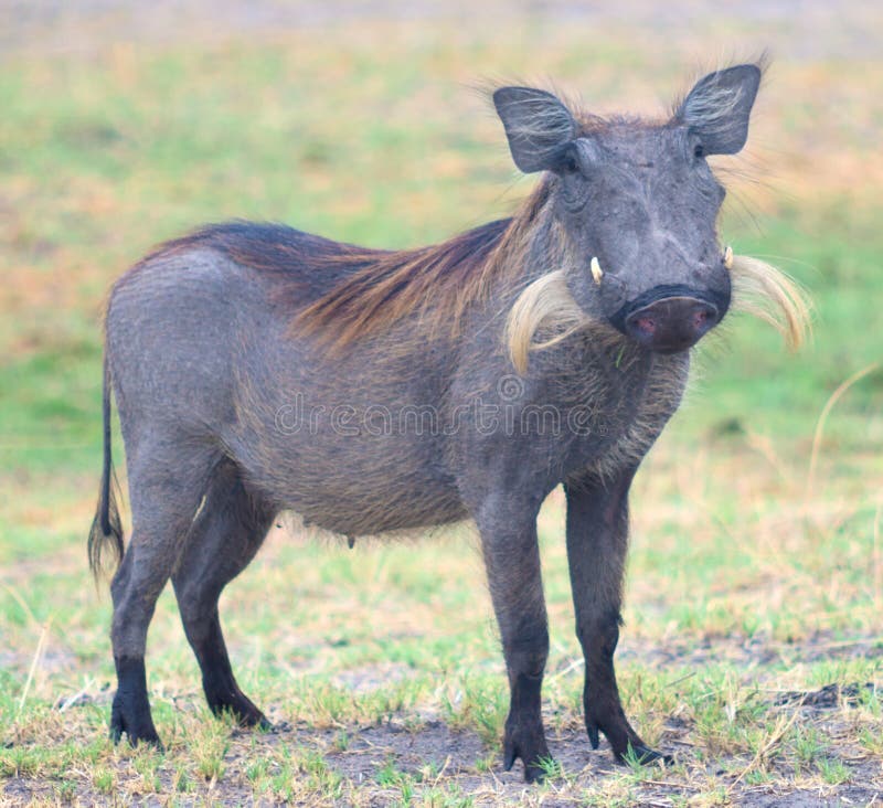 Warthog stock photo. Image of tanzania, wildlife, serengeti - 102145428