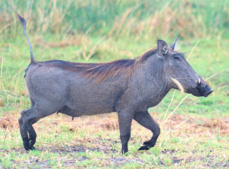 Warthog stock image. Image of national, masai, nature - 102145475