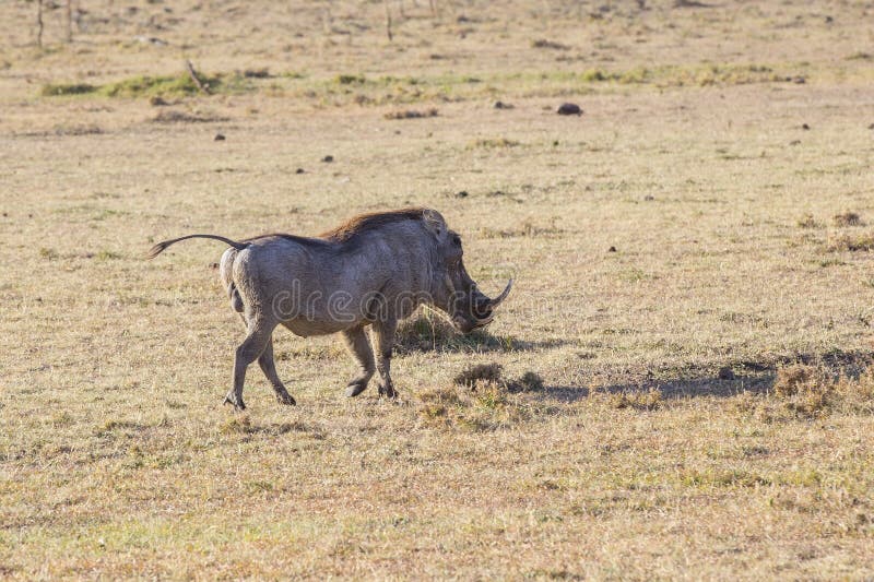 Big Warthog With Large Tusks Feeds On His Knees In This Close Up ...