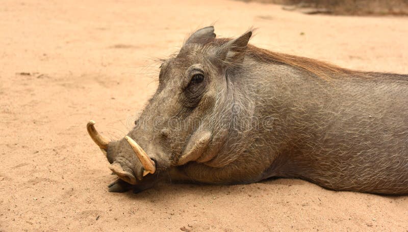 Warthog Laying in the Sand Relaxing Stock Photo - Image of legs, protruding: 378313132