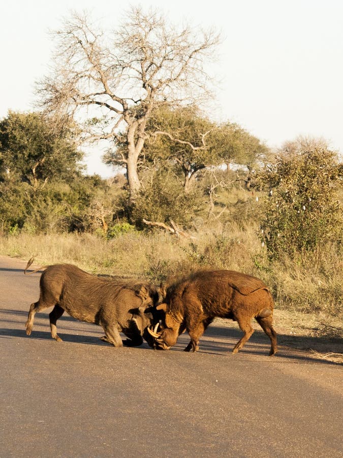 Warthogs Fighting in Savannah at Africa Stock Image - Image of kenia ...