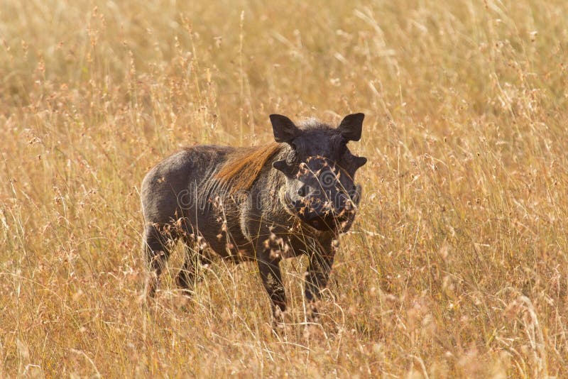 Warthog on Savanna, Masai Mara National Park, Kenya, Africa Stock Image ...