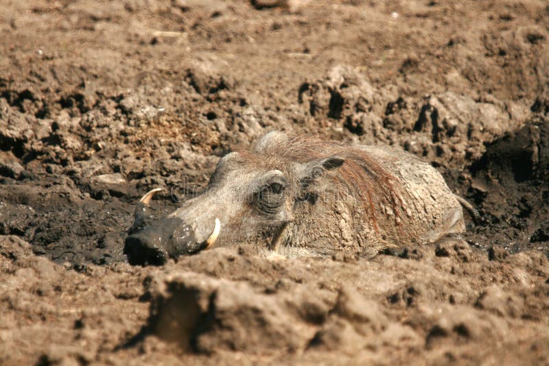Facoquero Masculino En El Fango Imagen. Imagen: 5054083