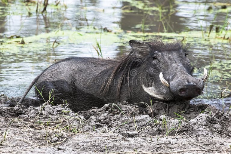 Warthog Bathing in Mud, Okavango Delta, Botswana, Africa Stock Photo ...