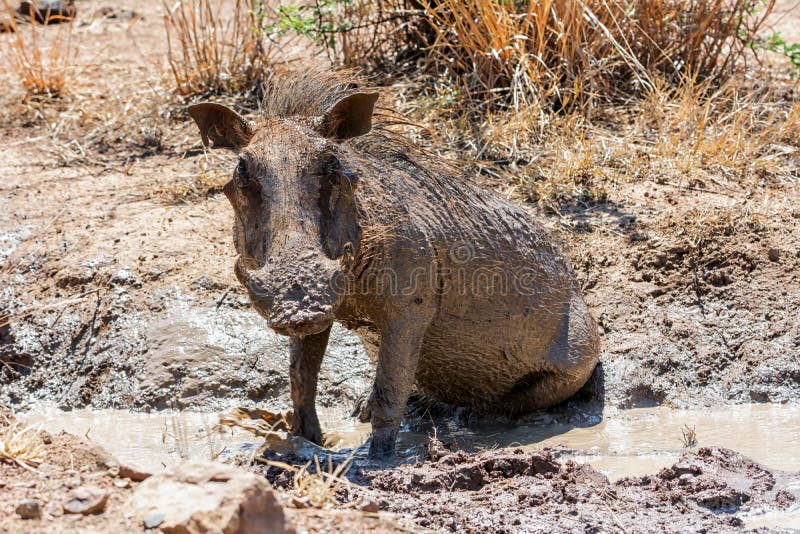 Warthog Mud Bath stock image. Image of single, phacochoerus - 137967317