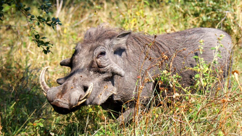 Warthog in Nature Wildlife Kruger National Park Stock Photo - Image of ...