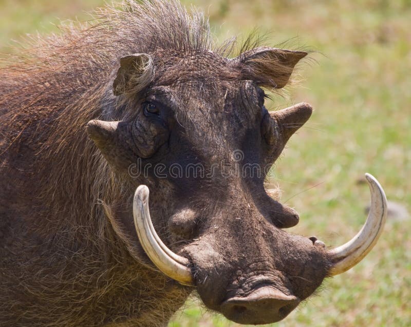 Warthog old with big teeth stock image. Image of boar - 19585001