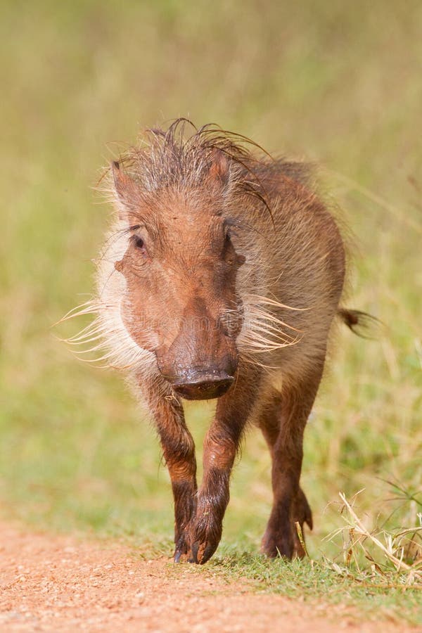 Warthog (Phacochoerus Africanus) Stock Image - Image of hooves, tusks ...