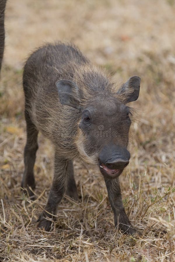 Warthog Baby stock image. Image of small, africa, baby - 11811127