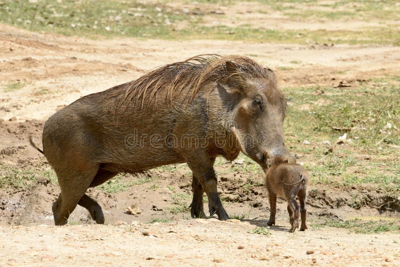 Warthog with piglet stock image. Image of african, africa - 191757497