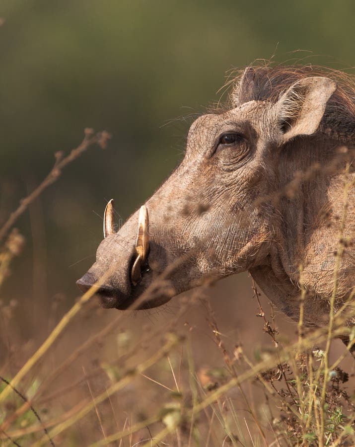 Warthog stock image. Image of snout, warthog, mammals - 10624971
