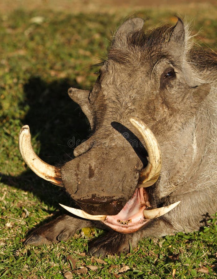 176 Cerdo Con Los Colmillos Fotos de stock - Fotos libres de regalías ...