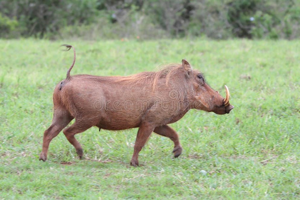 Warthog Running stock image. Image of cape, national - 14162341