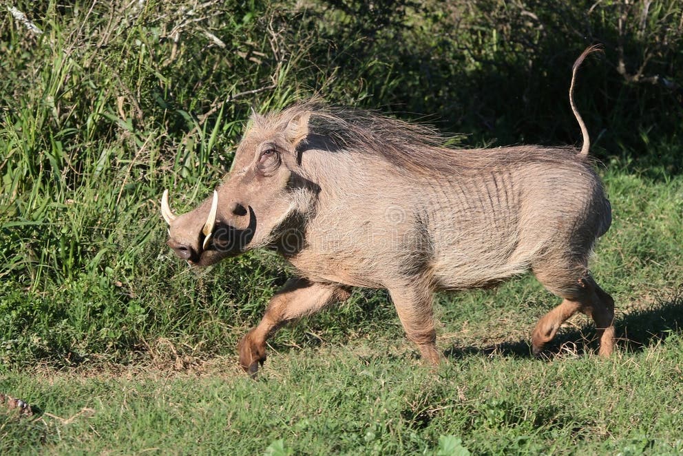 Warthog Running stock image. Image of animal, warthog - 19707437