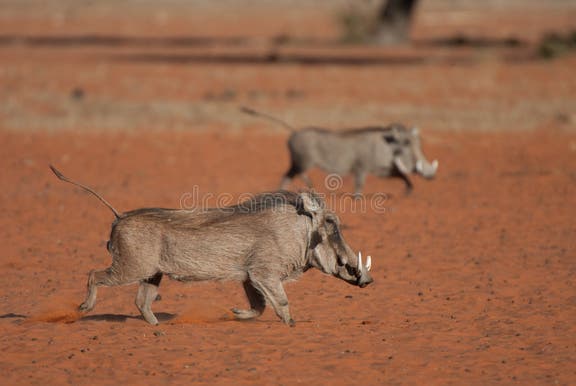 Warthog running stock photo. Image of outdoors, warm - 21434654