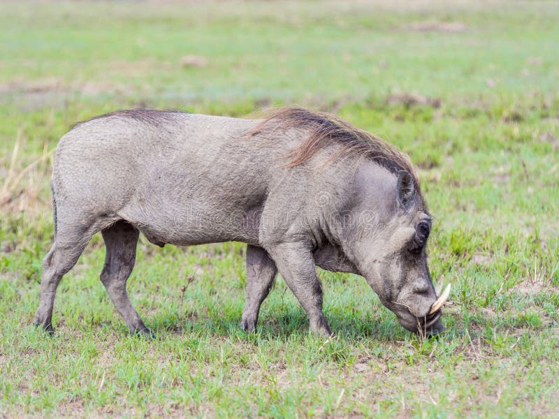 Warthog stock photo. Image of outdoor, national, game - 46909460
