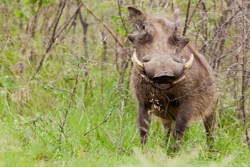 Warthog stock photo. Image of canines, ugly, game, wart - 38883132