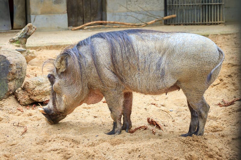 Warthog Side View Foraging the Ground Stock Image - Image of brown ...