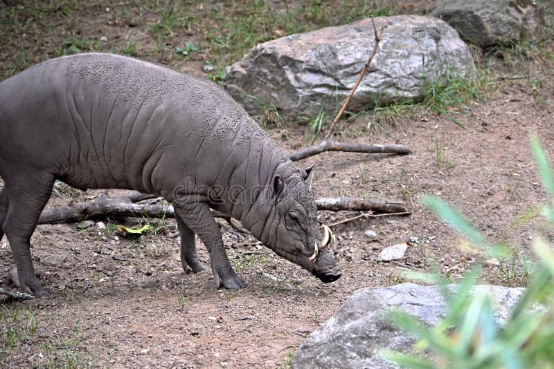 Warthog Side View Foraging the Ground Stock Image - Image of brown ...