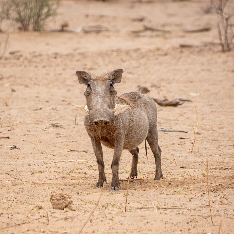 Warthog stock photo. Image of sand, grasslands, forage - 133096878