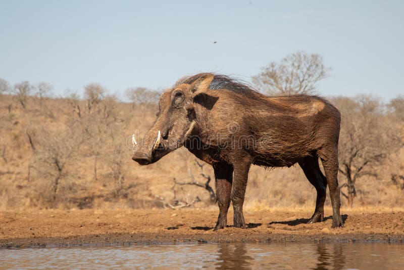 Warthog Side View Foraging the Ground Stock Image - Image of brown ...