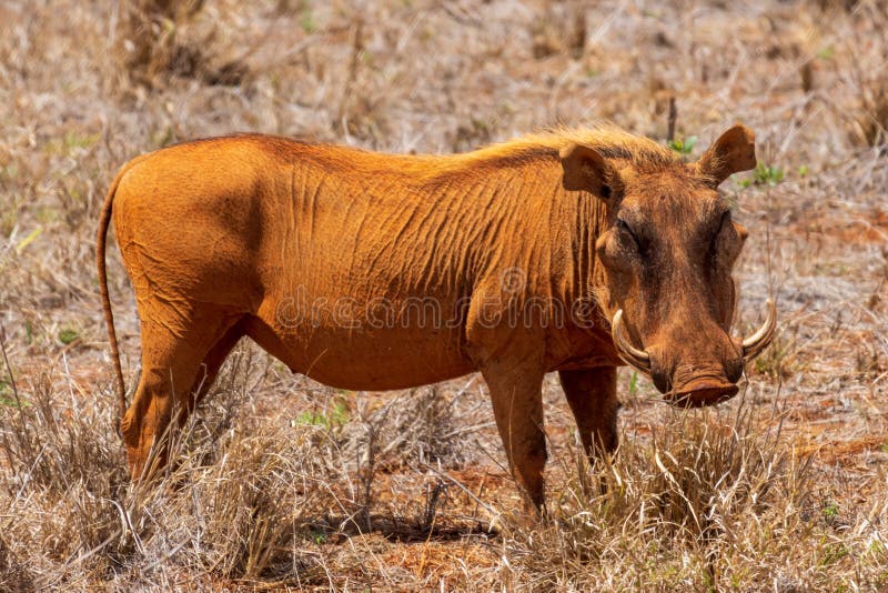 Warthog in Tsavo East stock photo. Image of kenya, travel - 265767008