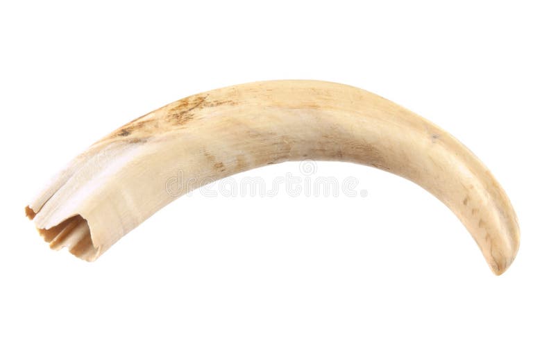 Warthog tusk stock photo. Image of wildlife, tusks, phacochoerus - 18140210