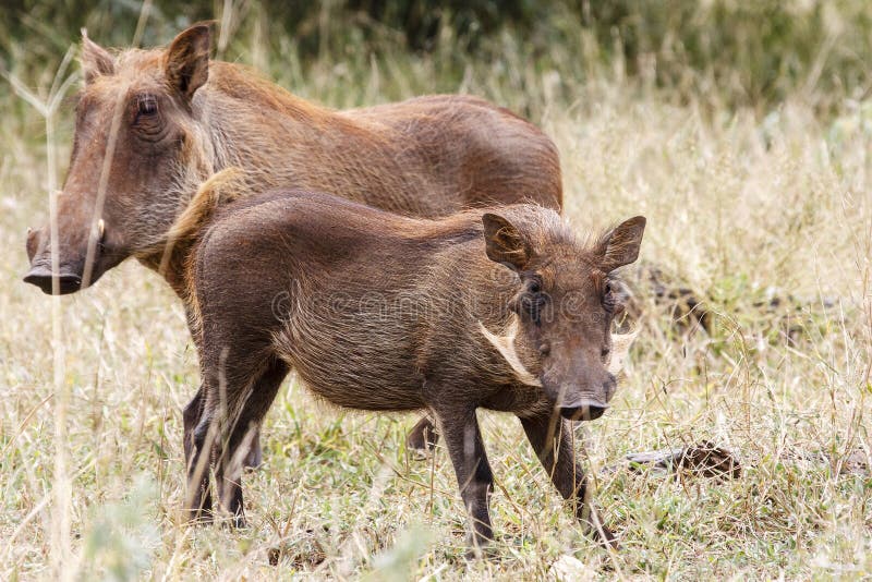 Warthogs front feet stock image. Image of sand, size - 30481071