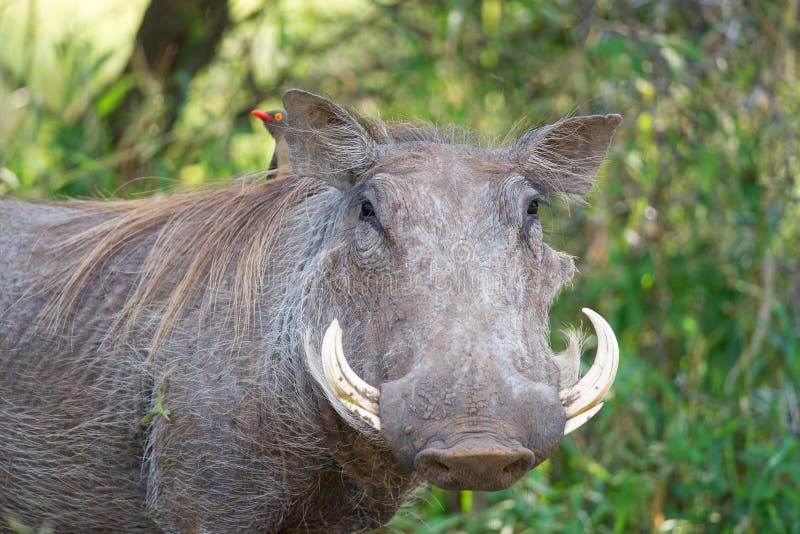 A Big Warthog with Large Tusks Stock Image - Image of nature, dangerous ...