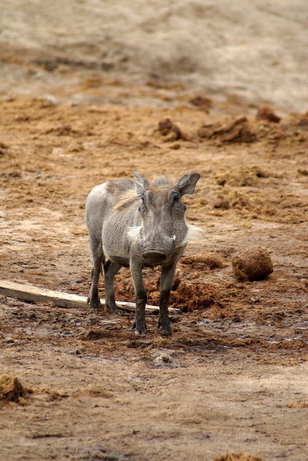 Warthog by a watering hole stock photo. Image of warthog - 123482386