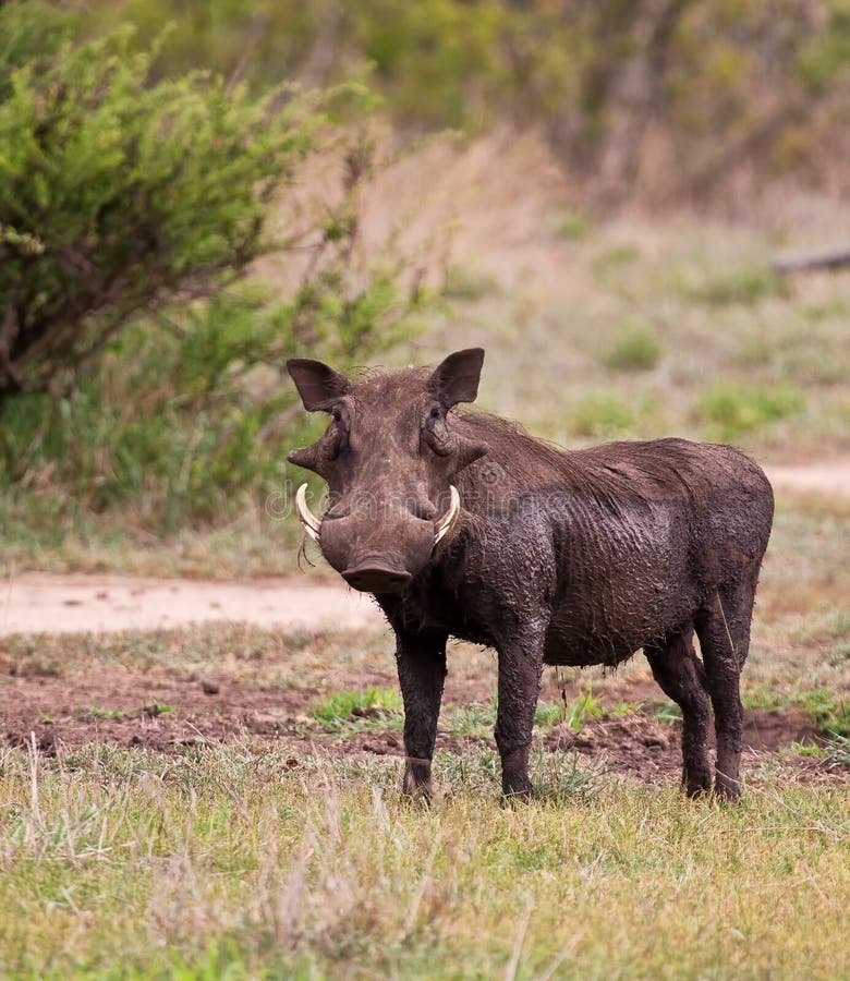 Big Warthog Standing in Grass Stock Photo - Image of habitat, mane ...