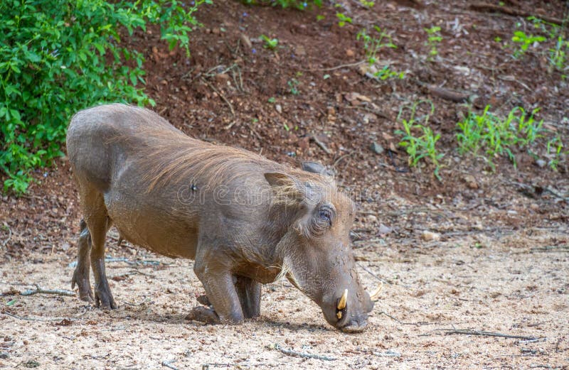Warthogs front feet stock image. Image of sand, size - 30481071