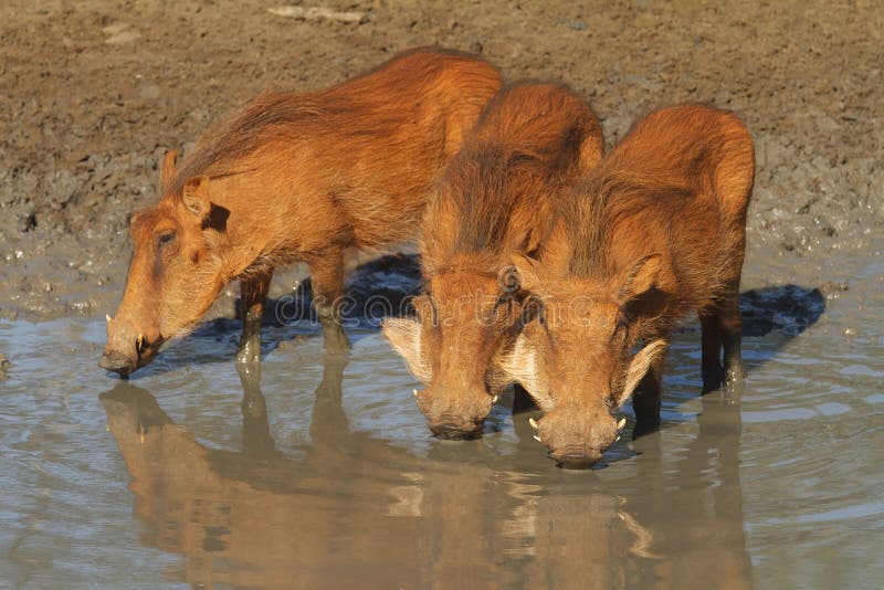 Warthogs drinking stock image. Image of piglet, water - 21045751